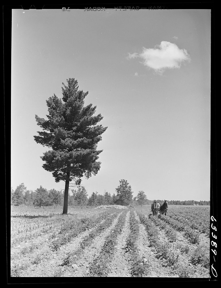 FSA (Farm Security Administration) borrower | Free Photo - rawpixel
