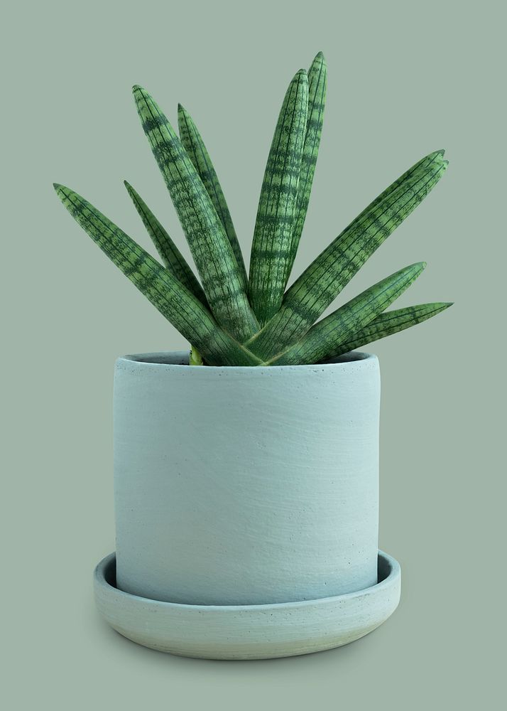 Starfish snake plant blue ceramic | Premium Photo - rawpixel