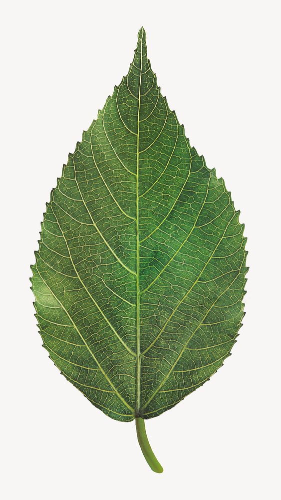 Green common leaf, isolated botanical | Premium Photo - rawpixel