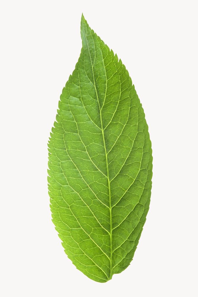 Green common leaf, isolated plant | Free Photo - rawpixel