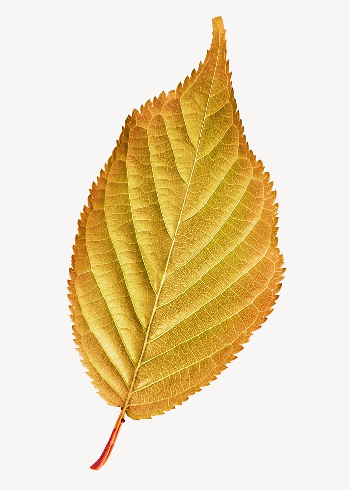 Autumn leaf, Fall aesthetic isolated | Premium Photo - rawpixel