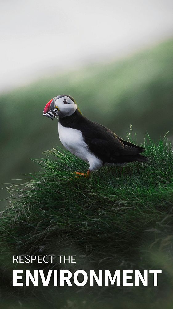 Respect environment template vector puffin | Premium Vector Template ...