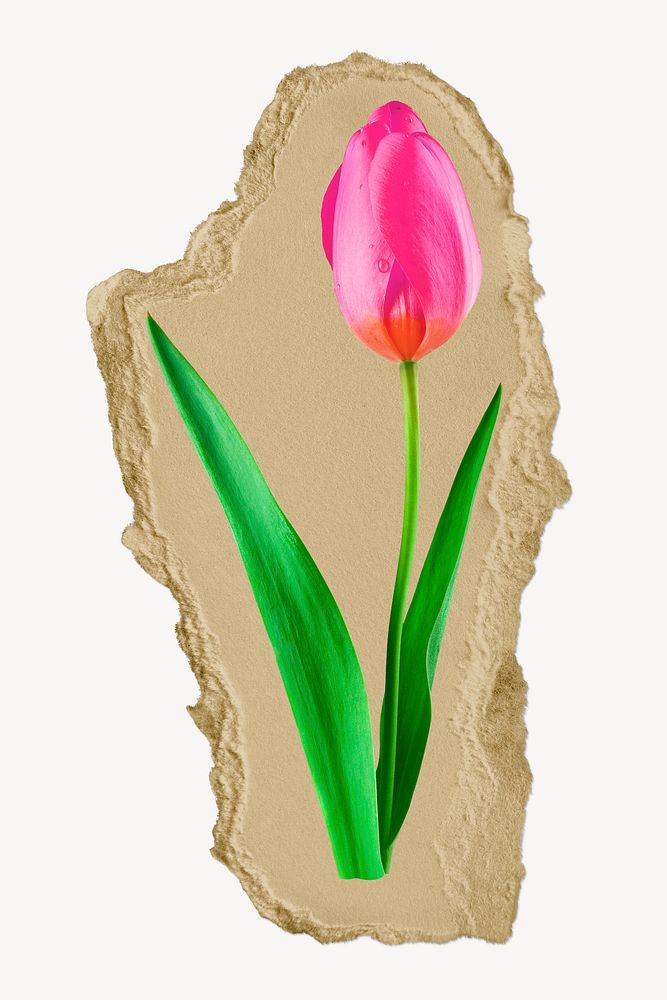 Pink tulip flower ripped paper, | Free Photo - rawpixel