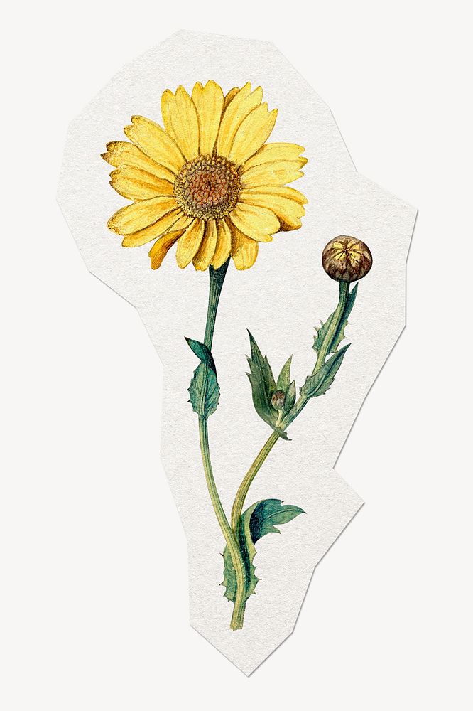 Yellow flower sticker, oxeye daisy | Premium Photo - rawpixel