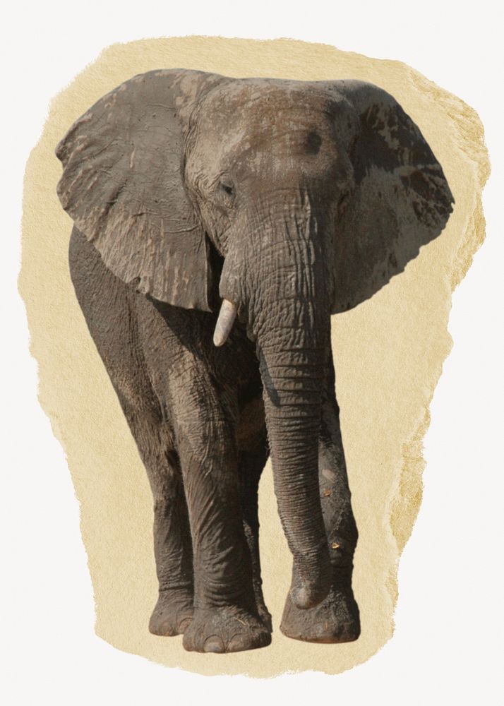African elephant, wild animal torn | Free Photo - rawpixel