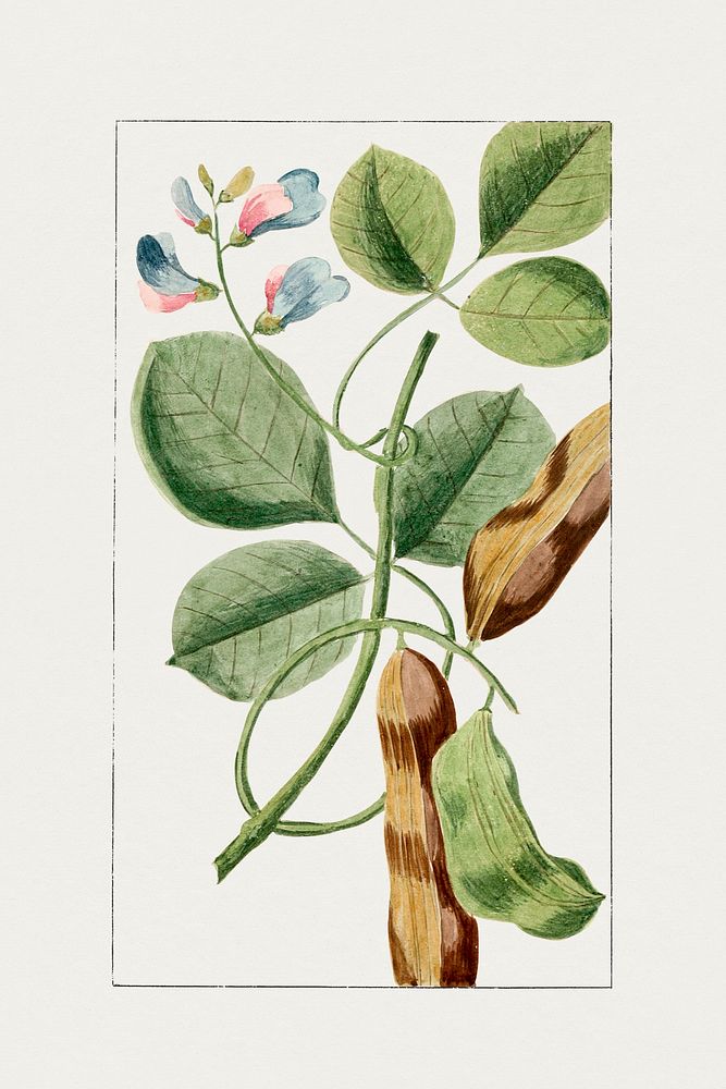 Hand drawn tamarind. Original Biodiversity | Free Photo Illustration ...