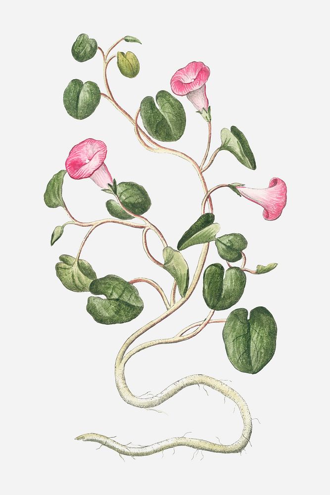 Beach morning flower vector | Premium Vector Illustration - rawpixel