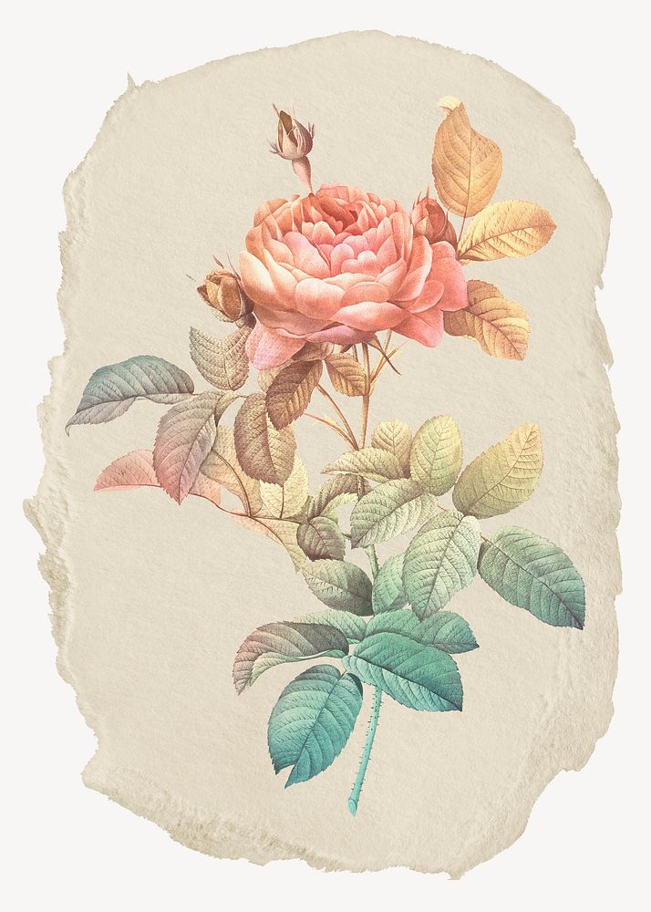 Gradient rose flower, ripped paper | Premium Photo - rawpixel