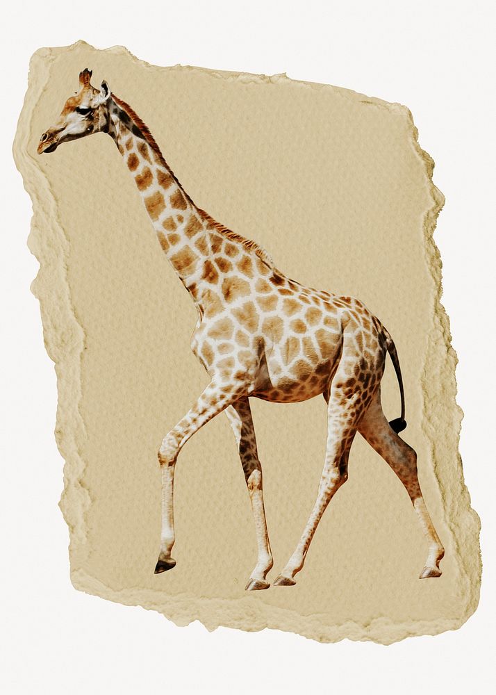 Giraffe, wild animal torn paper | Free Photo - rawpixel