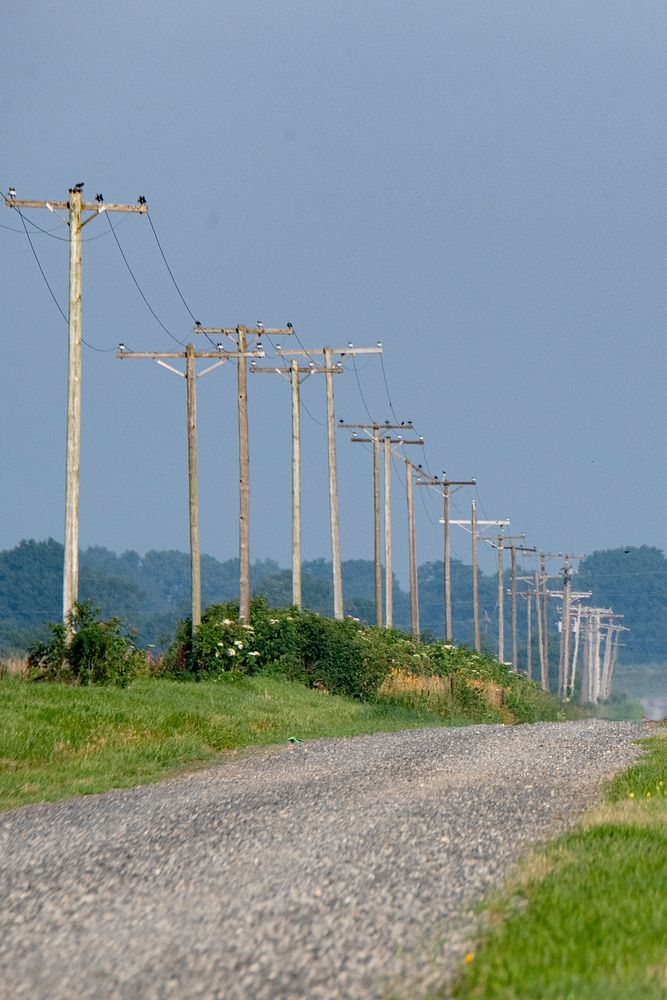 Power poles line farm roads | Free Photo - rawpixel