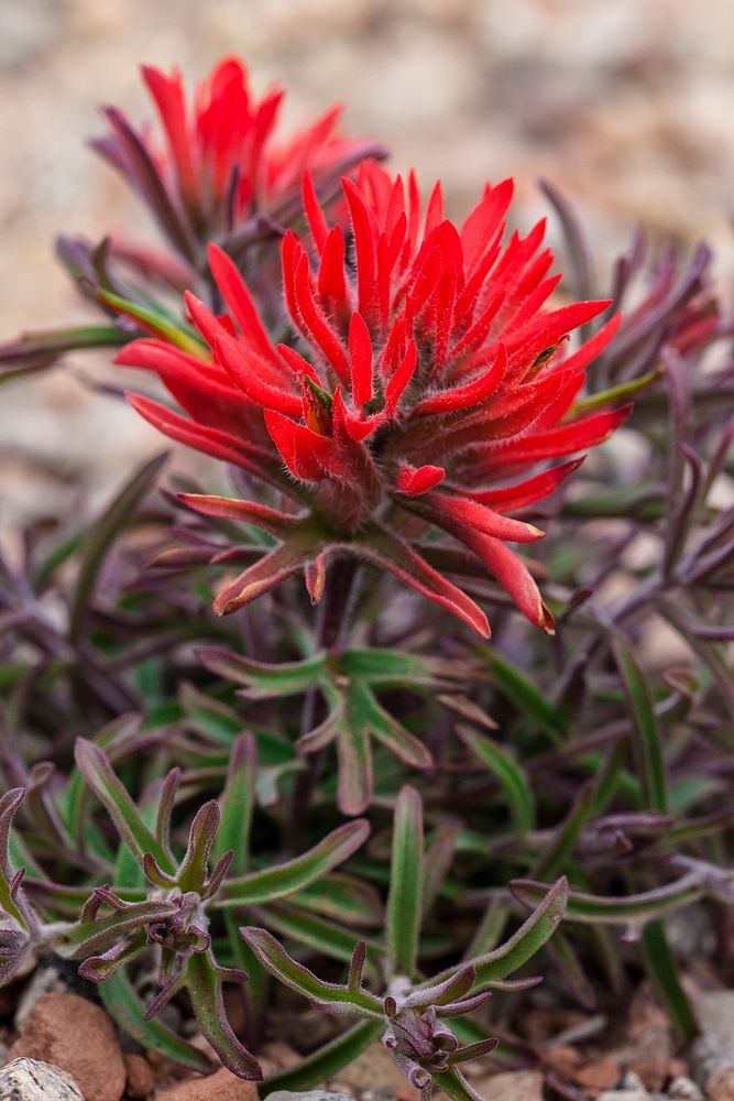 Common paintbrush (Castilleja scabrida var | Free Photo - rawpixel