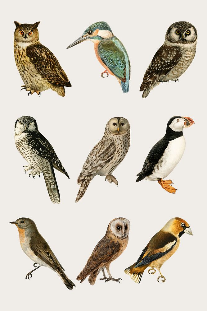 Vector mixed birds and owls | Premium Vector - rawpixel