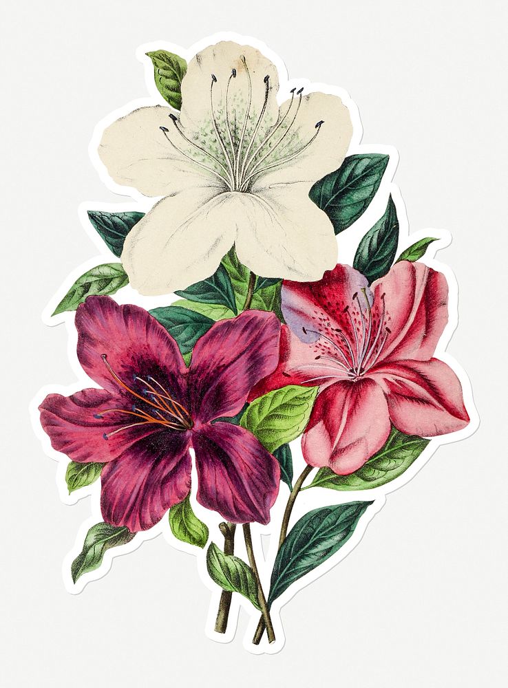 Hand drawn lily flowers sticker | Premium PSD - rawpixel