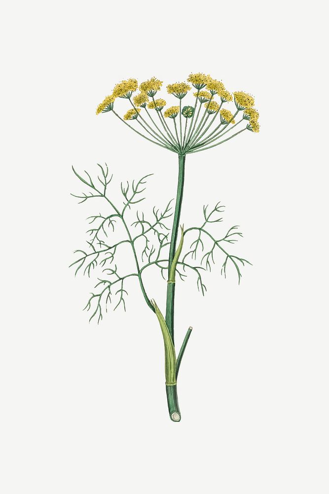 Vector botanical dill plant illustration | Premium Vector Illustration ...