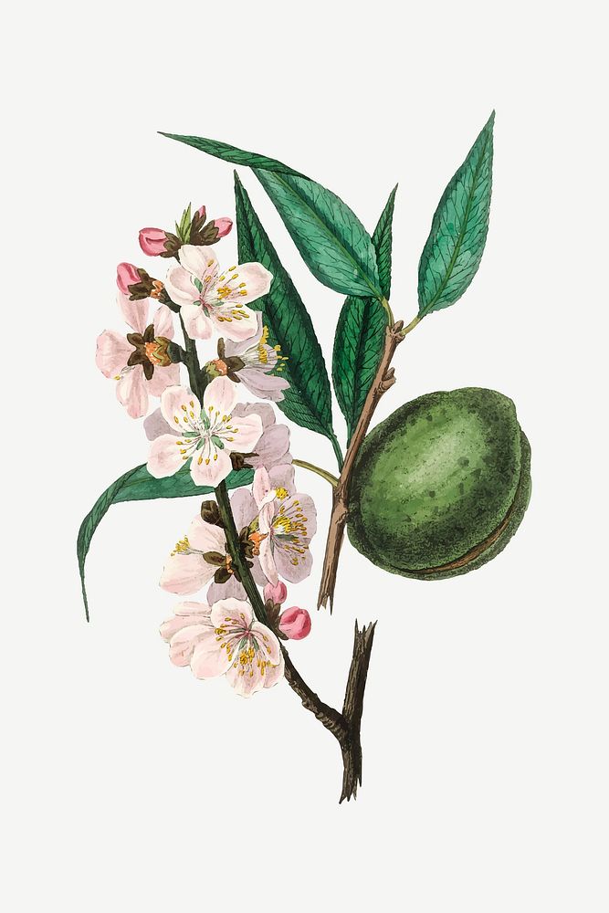 Vector botanical almond tree illustrations | Premium Vector ...