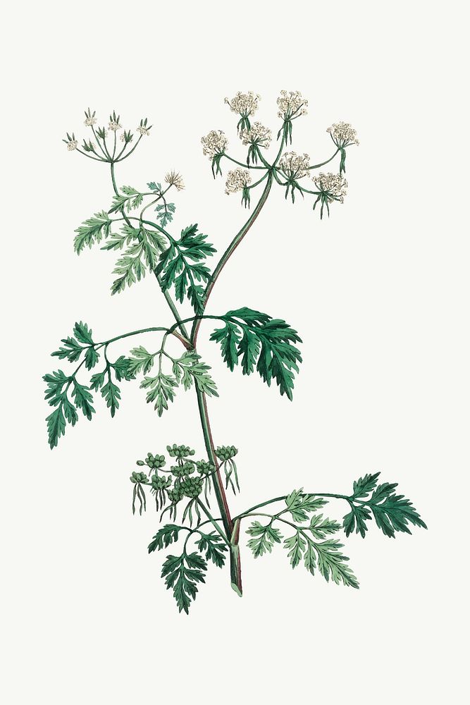 Vector botanical poison parsley plant | Premium Vector Illustration ...
