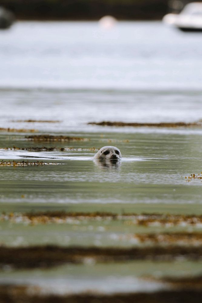 Cute seal playing seaweed | Free Photo - rawpixel