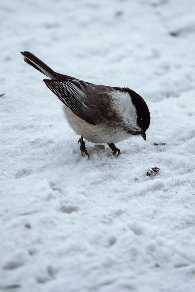 Willow Tit bird snow Riisitunturi | Free Photo - rawpixel