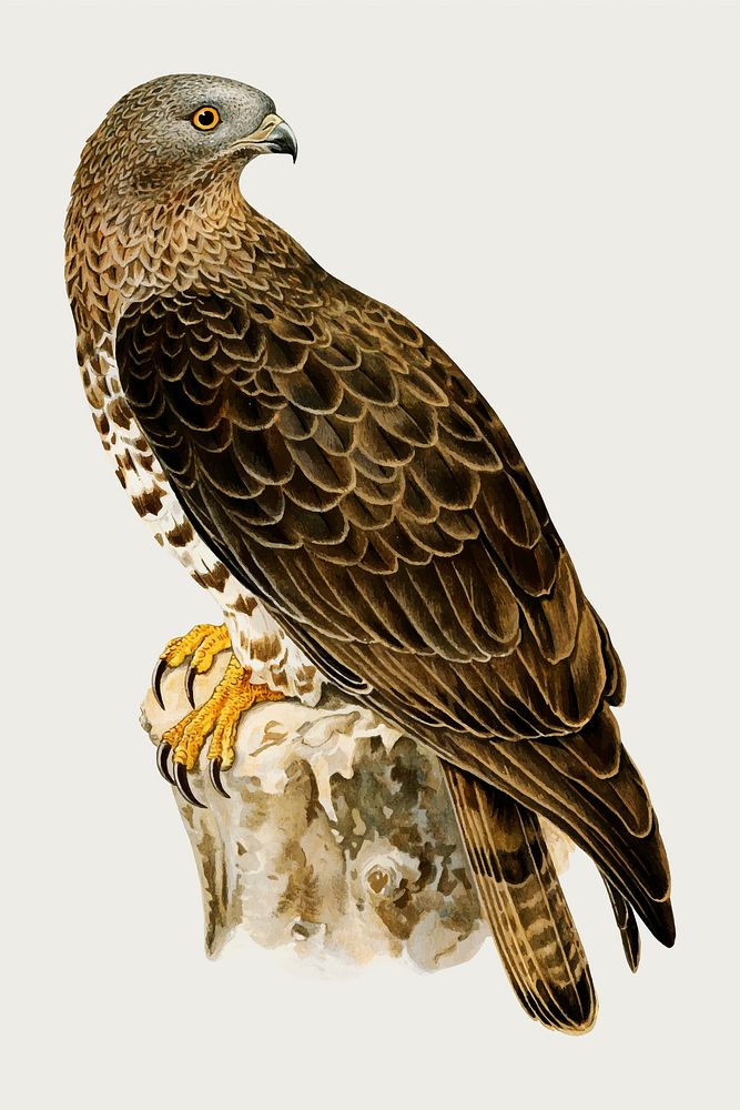 Vector european honey buzzard bird | Premium Vector Illustration - rawpixel