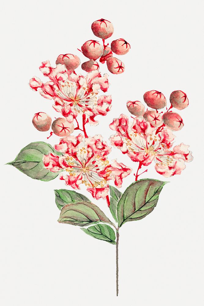 Vintage Japanese crape myrtle plant | Premium Photo Illustration - rawpixel
