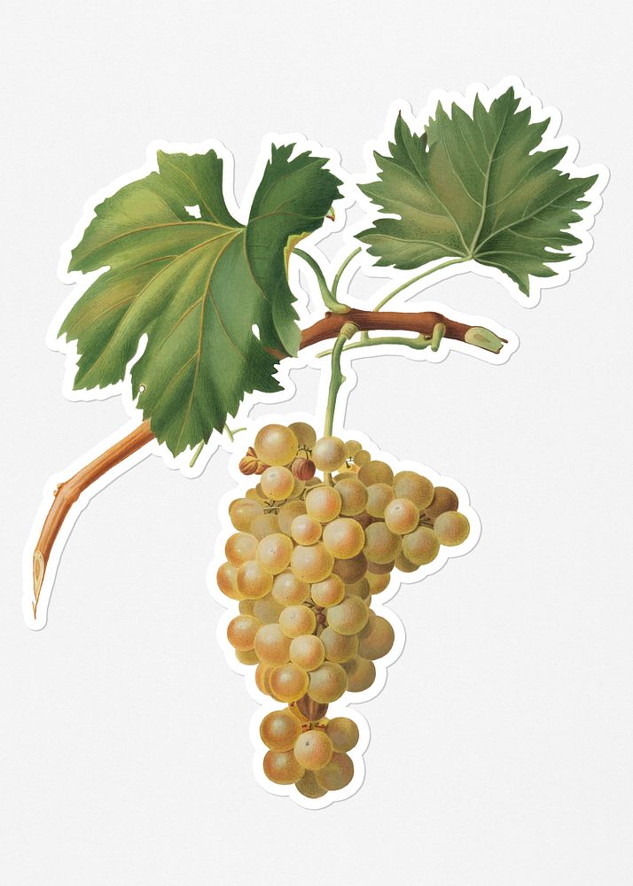 Hand drawn grape vine sticker | Premium PSD - rawpixel