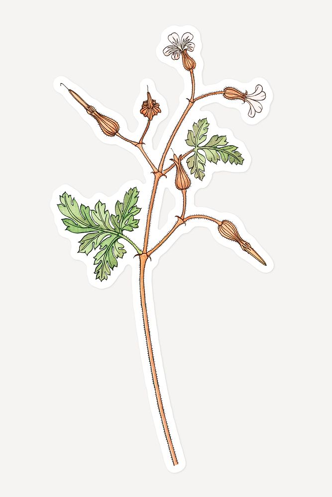 Vintage geranium flower sticker white | Premium PSD - rawpixel