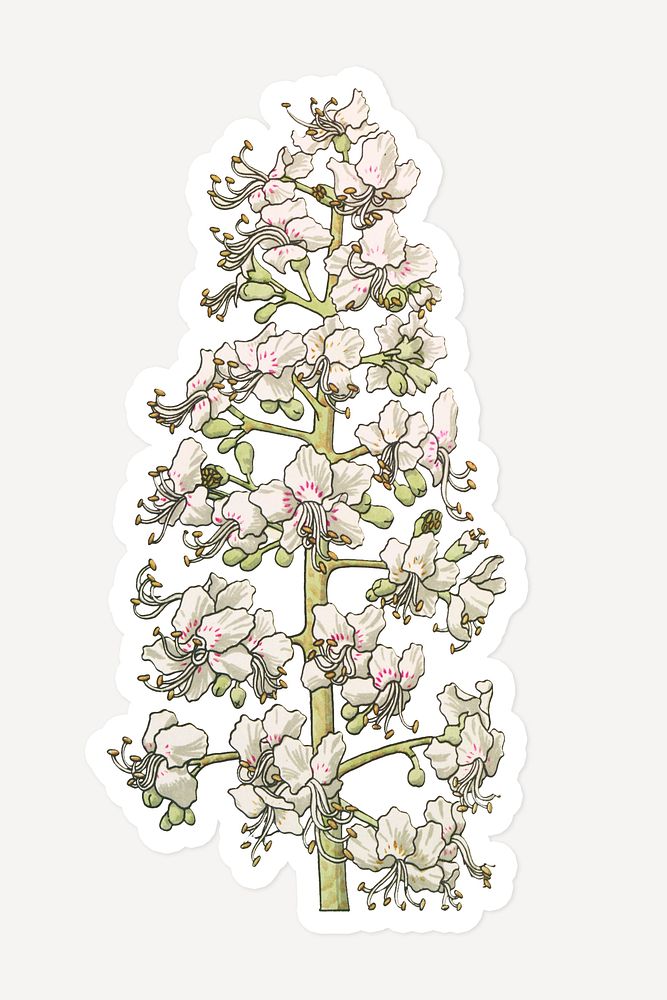 Vintage chestnut flower sticker white | Premium PSD - rawpixel