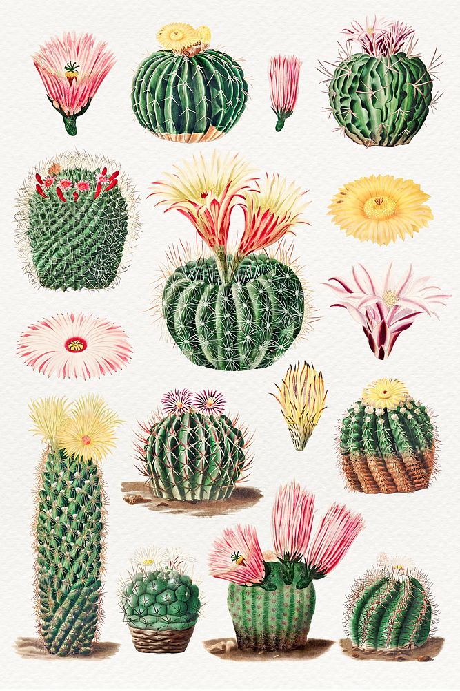Vintage cactus with flower collection | Premium PSD - rawpixel