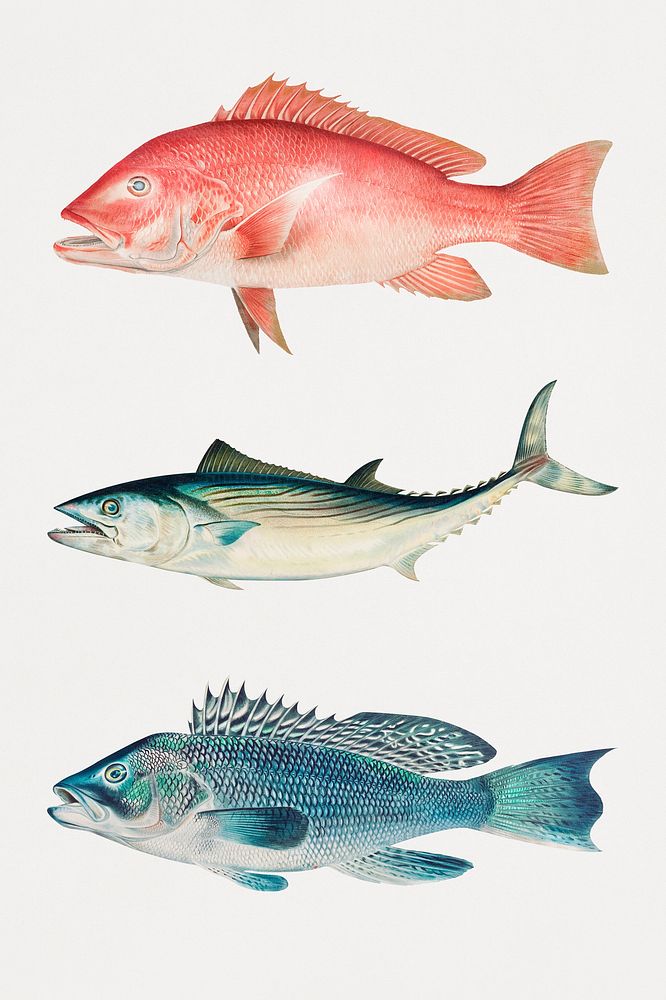 Vintage fish illustration set | Premium PSD - rawpixel