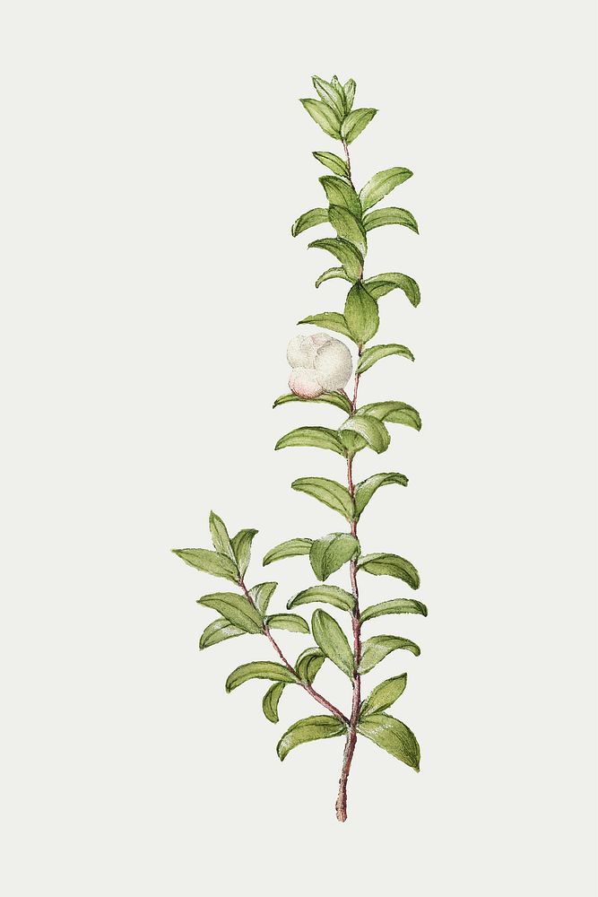 Vintage Myrtle vector illustration botanical | Premium Vector - rawpixel