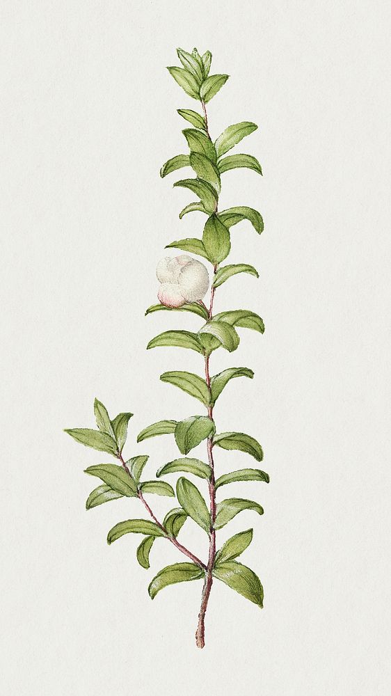 Vintage Myrtle illustration botanical drawing | Premium Photo - rawpixel