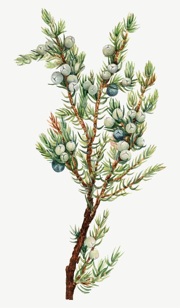 Mountain juniper vector botanical illustration | Premium Vector ...