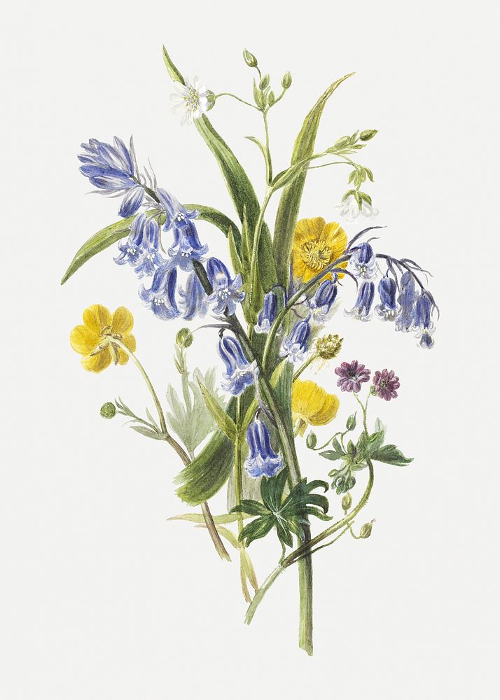 Vintage wild flower botanical illustration | Premium PSD - rawpixel