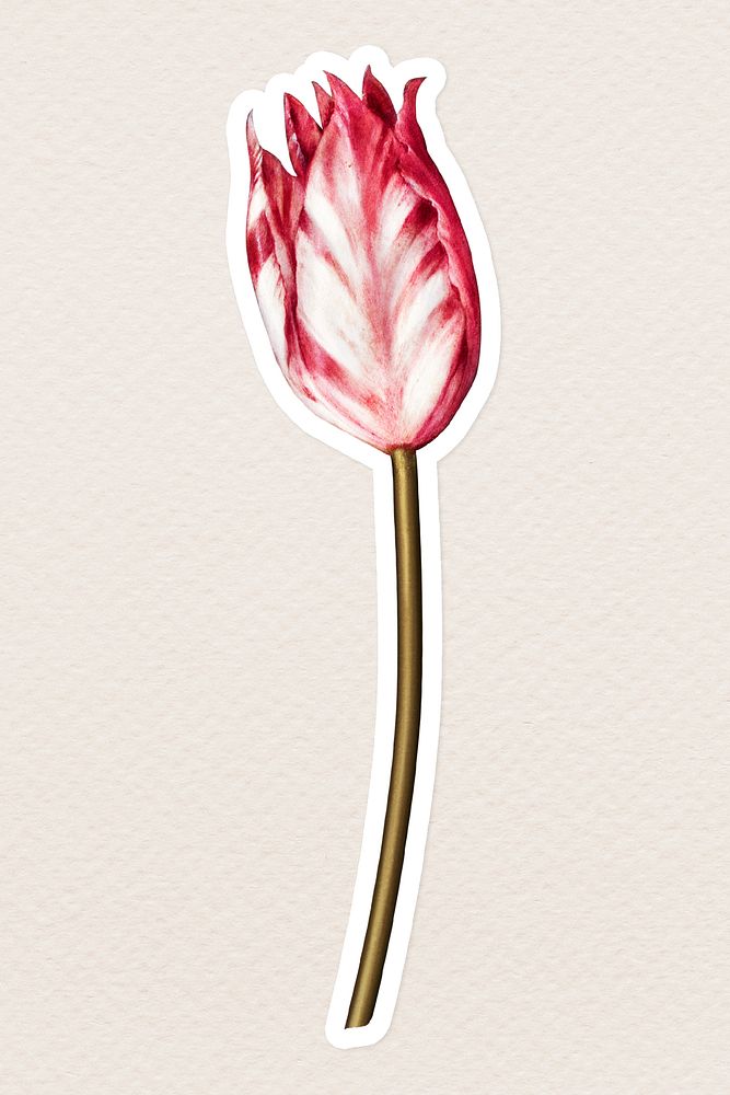 Vintage pink tulip flower sticker | Premium PSD - rawpixel