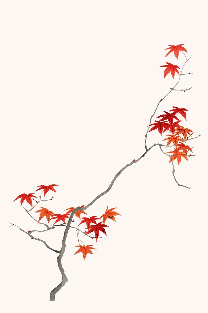 Traditional Japanese maple leaf ornamental | Premium Vector ...