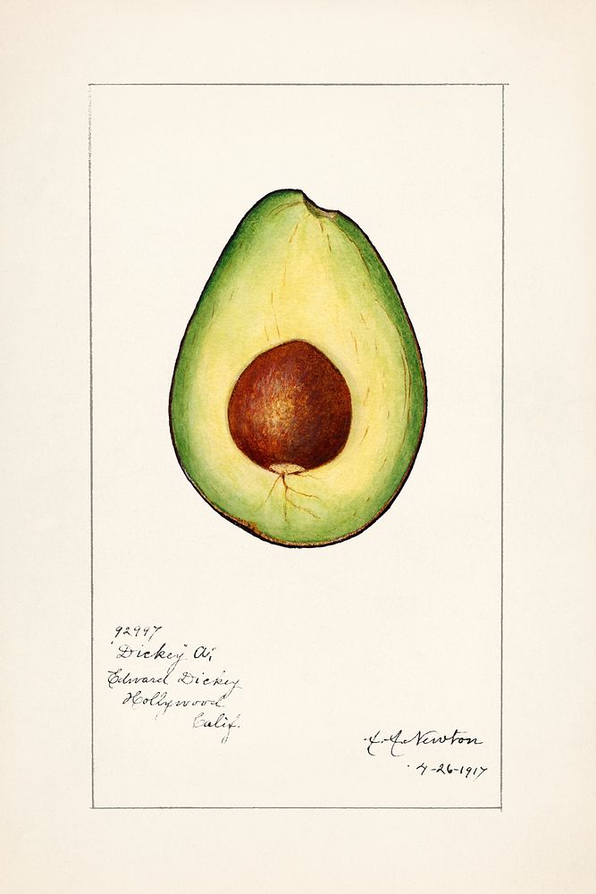 Vintage avocado illustration mockup. Digitally | Premium PSD - rawpixel