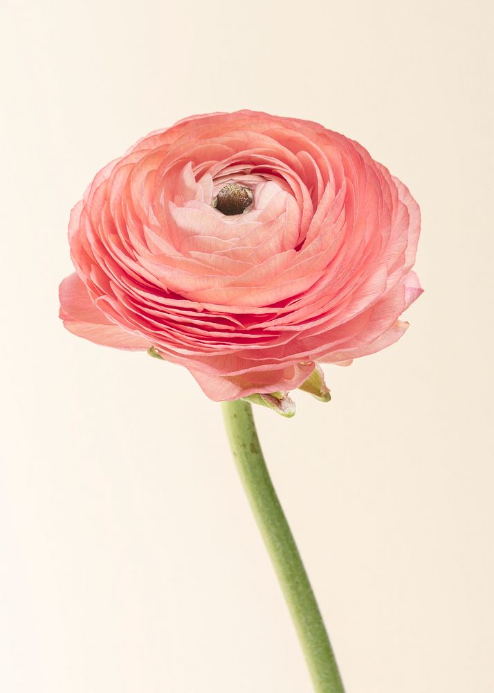 Blooming pink ranunculus flower | Premium Photo - rawpixel