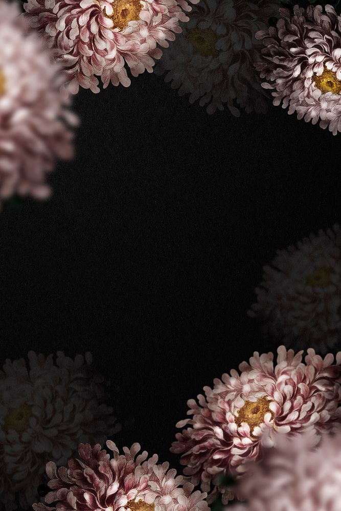 Aster border on black background | Free Photo - rawpixel