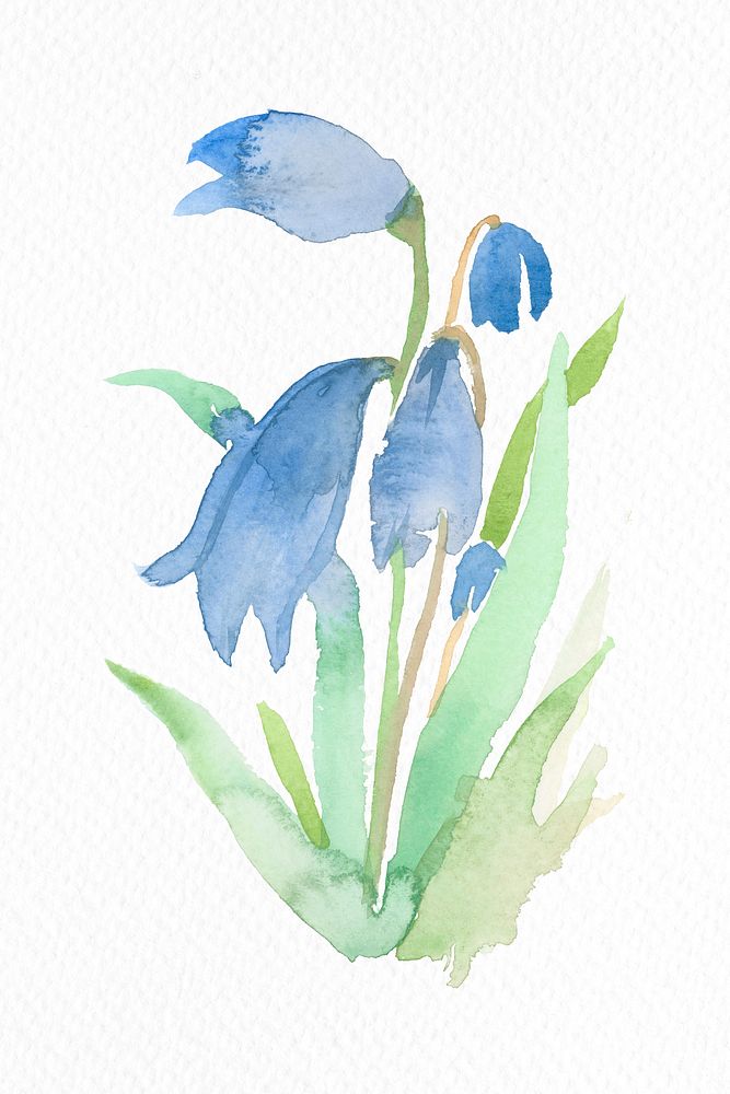 Blue early scilla flower watercolor | Free Photo Illustration - rawpixel