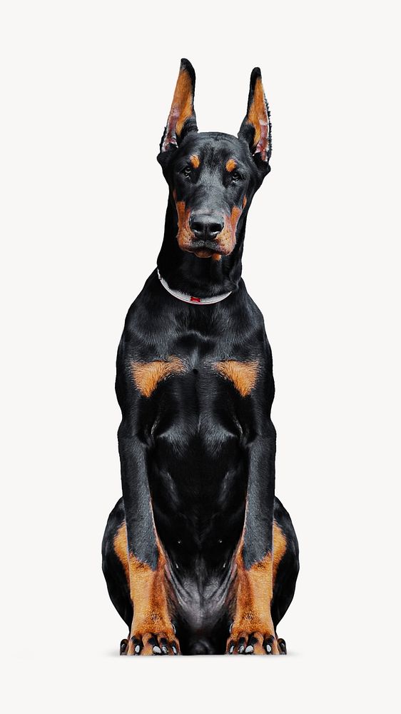 Doberman dog sitting, pet animal | Free Photo - rawpixel