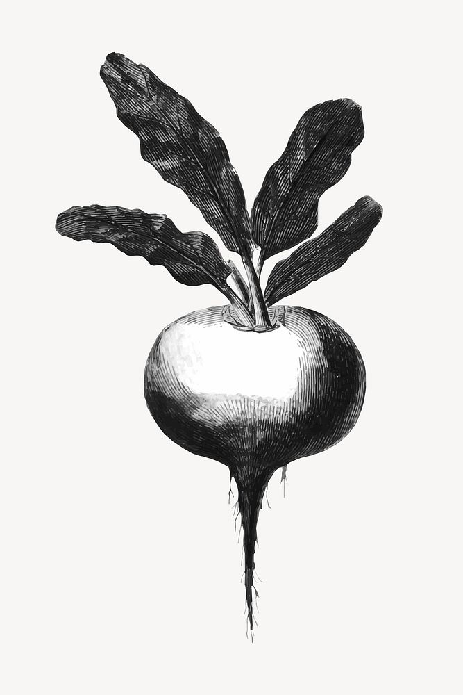 Radish realistic illustration, black & | Premium Vector Illustration ...