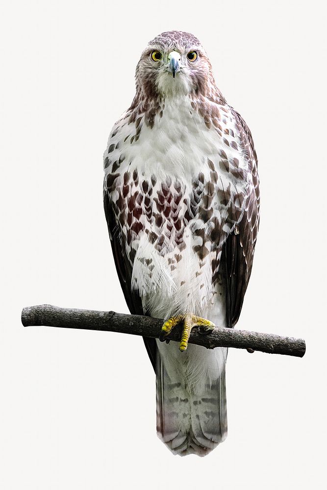Hawk bird isolated design | Free Photo - rawpixel