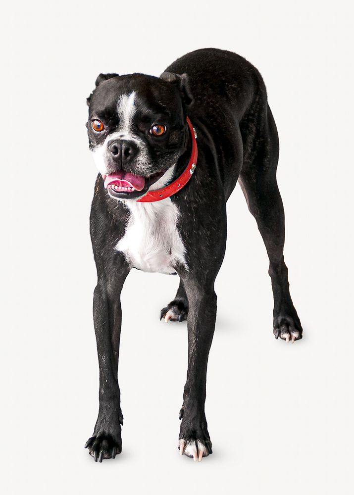 Black bulldog, pet animal isolated | Free Photo - rawpixel