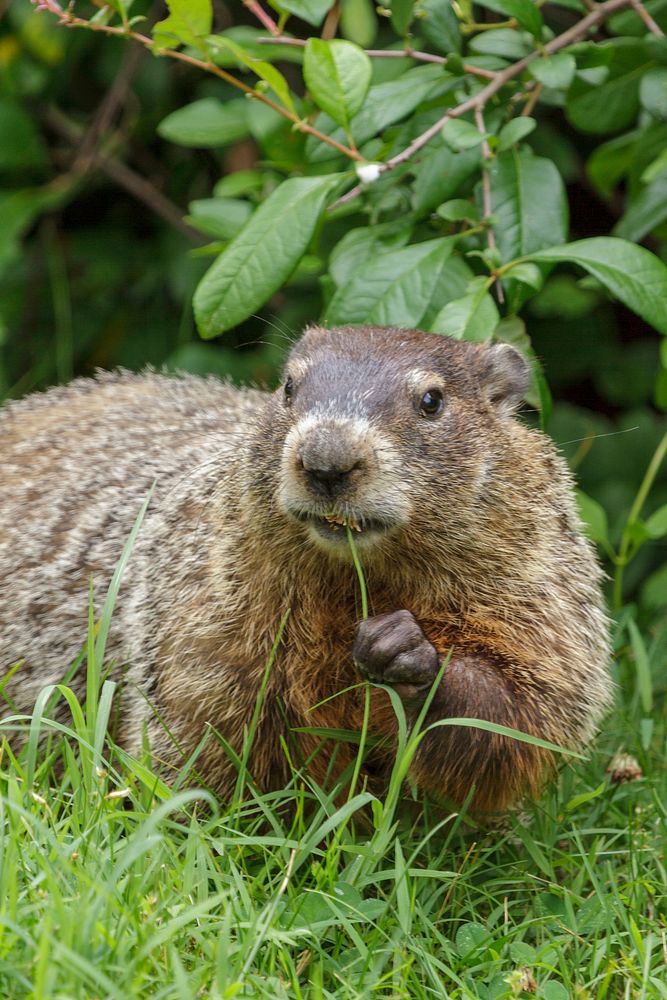 Groundhog CloverNPS | N. Lewis | Free Photo - rawpixel