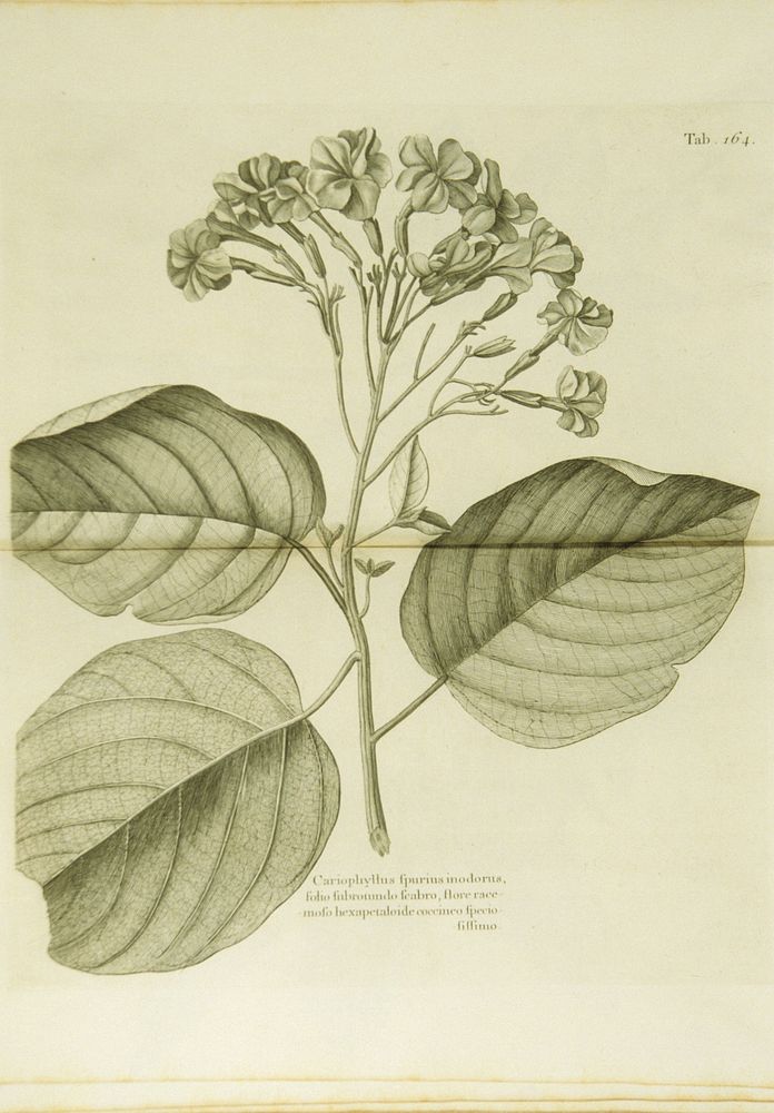 Cariophyllus spurius inodorus =: Cariophyllus | Free Photo Illustration ...