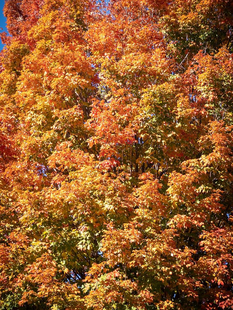 Fall colors of trees. | Free Photo - rawpixel