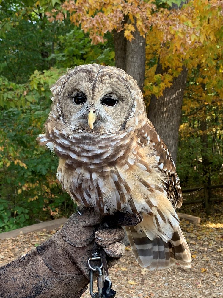 Woodlands Nature Station at Land | Free Photo - rawpixel