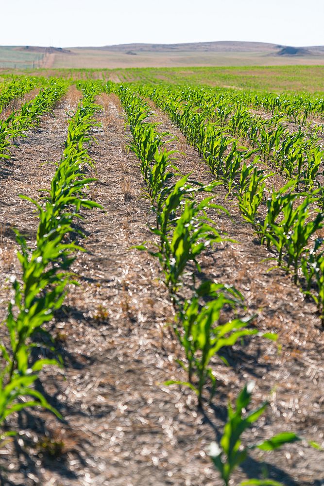 Good soil coverage previous year's | Free Photo - rawpixel