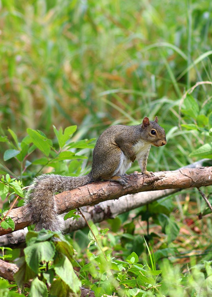 Gray Squirrel, Ron KrugerGray squirrel | Free Photo - rawpixel
