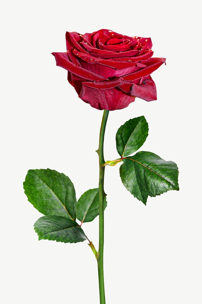 Red rose collage element psd | Premium PSD - rawpixel